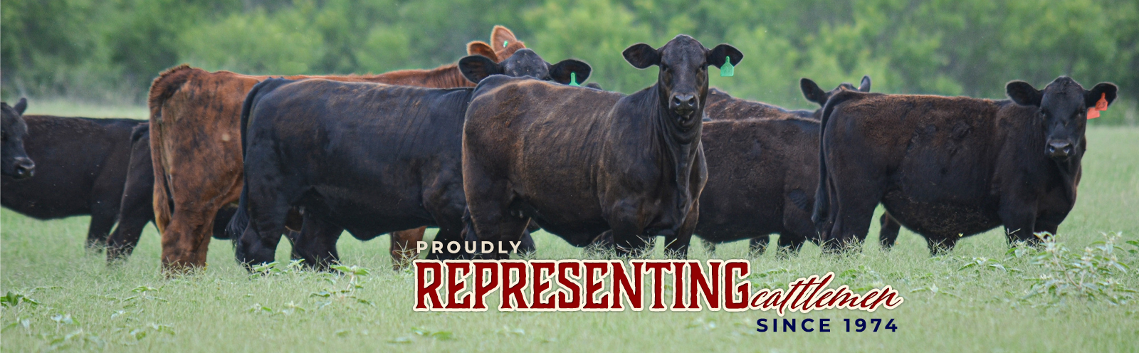 Home - Independent Cattlemen's Association Of Texas